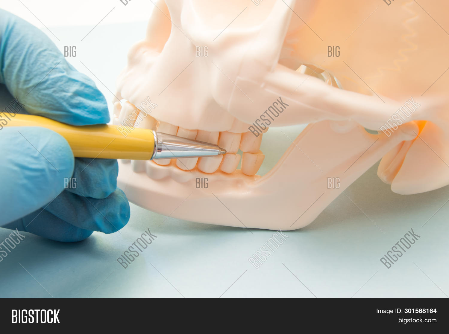 Molars On Upper Lower Image & Photo (Free Trial) | Bigstock