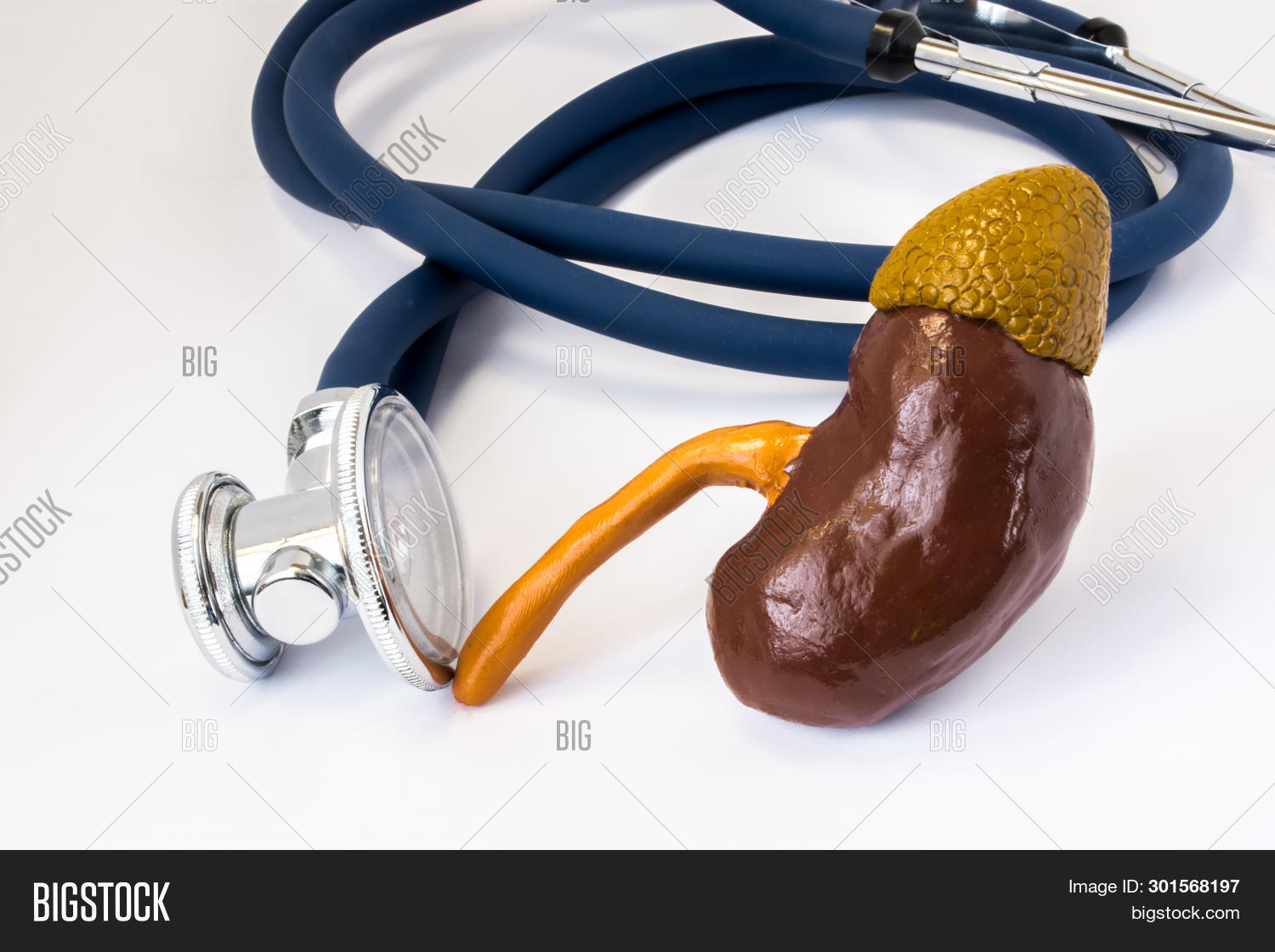 Anatomical Shape Image & Photo (Free Trial) | Bigstock