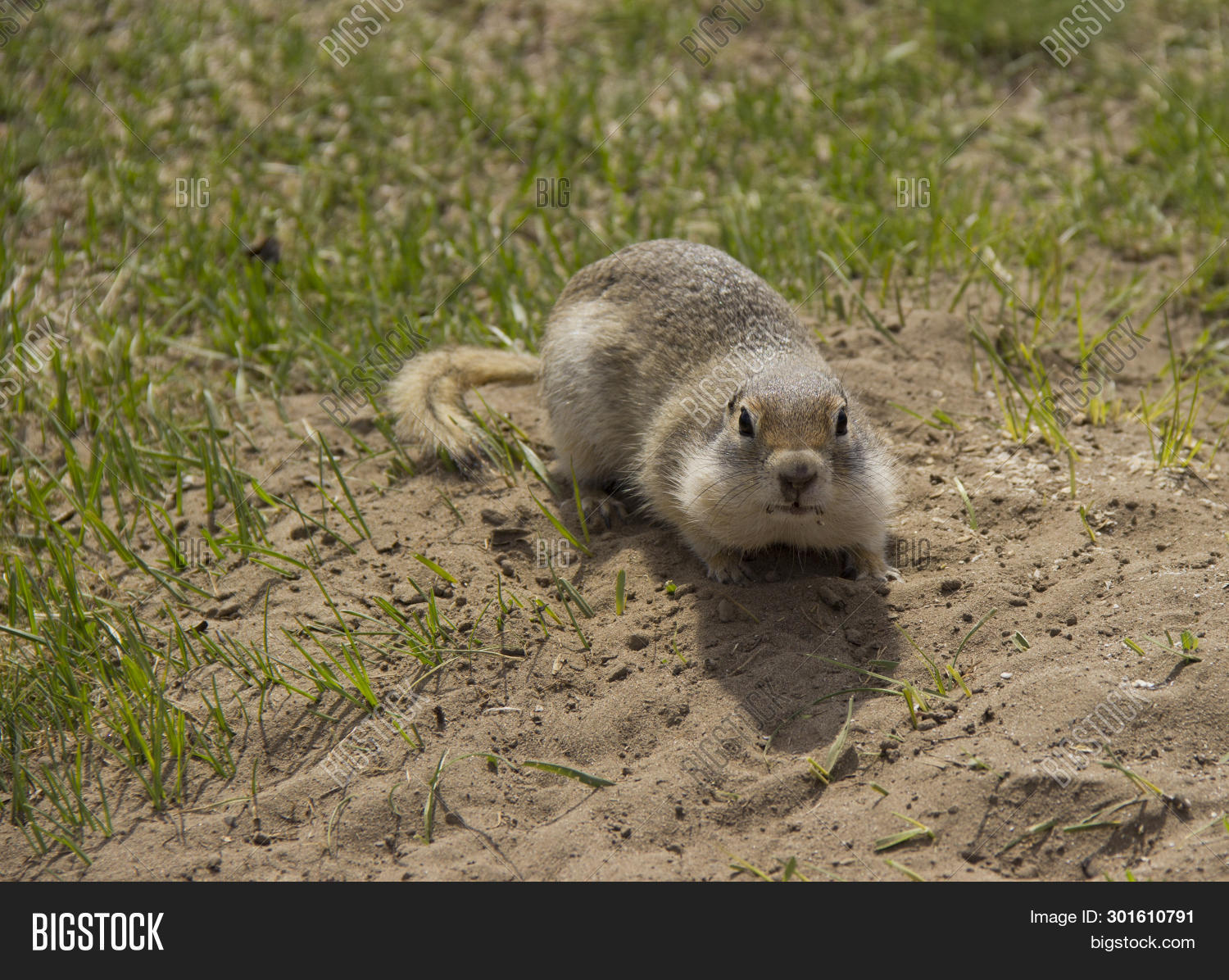 Gopher Genus Rodents Image & Photo (Free Trial) | Bigstock