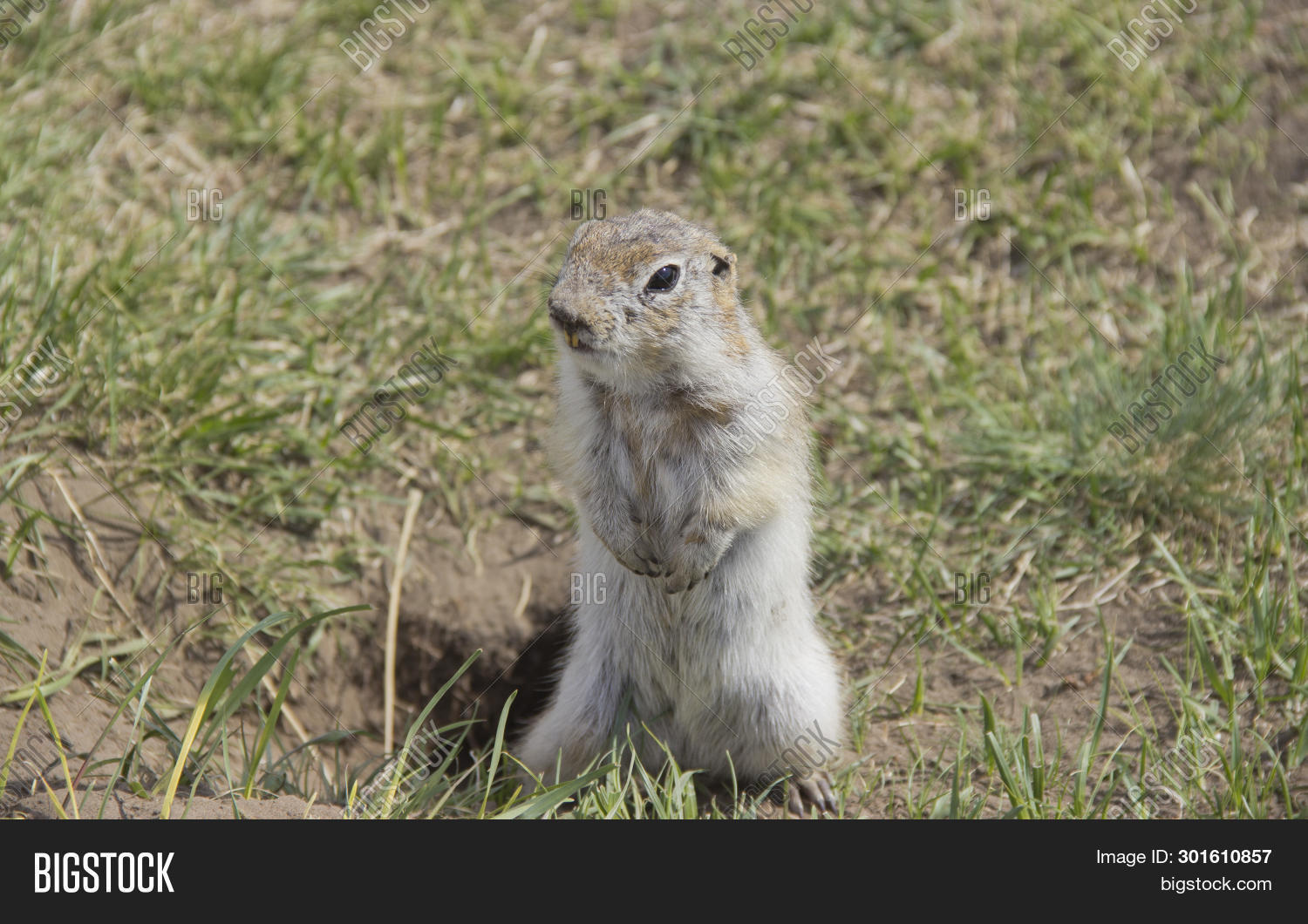 Gopher Genus Rodents Image & Photo (Free Trial) | Bigstock