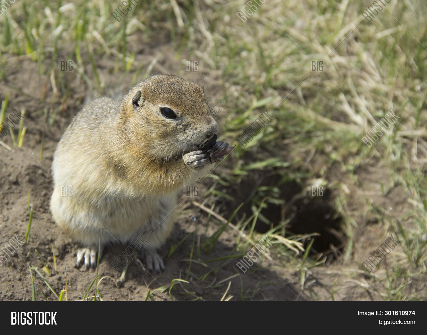 Gopher Genus Rodents Image & Photo (Free Trial) | Bigstock