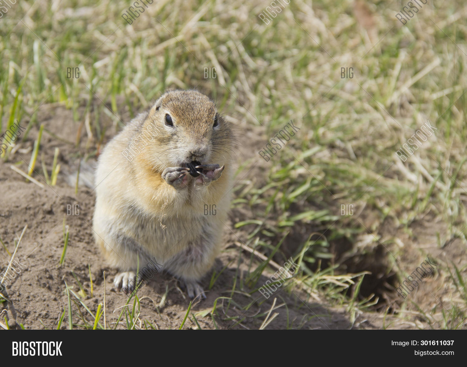 Gopher Genus Rodents Image & Photo (Free Trial) | Bigstock