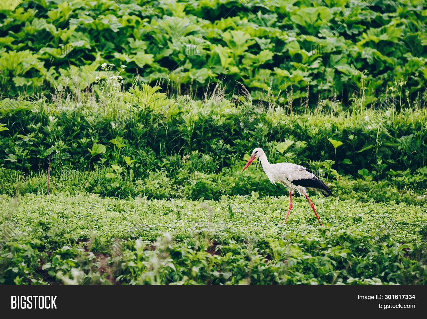 European White Stork Image & Photo (Free Trial) | Bigstock