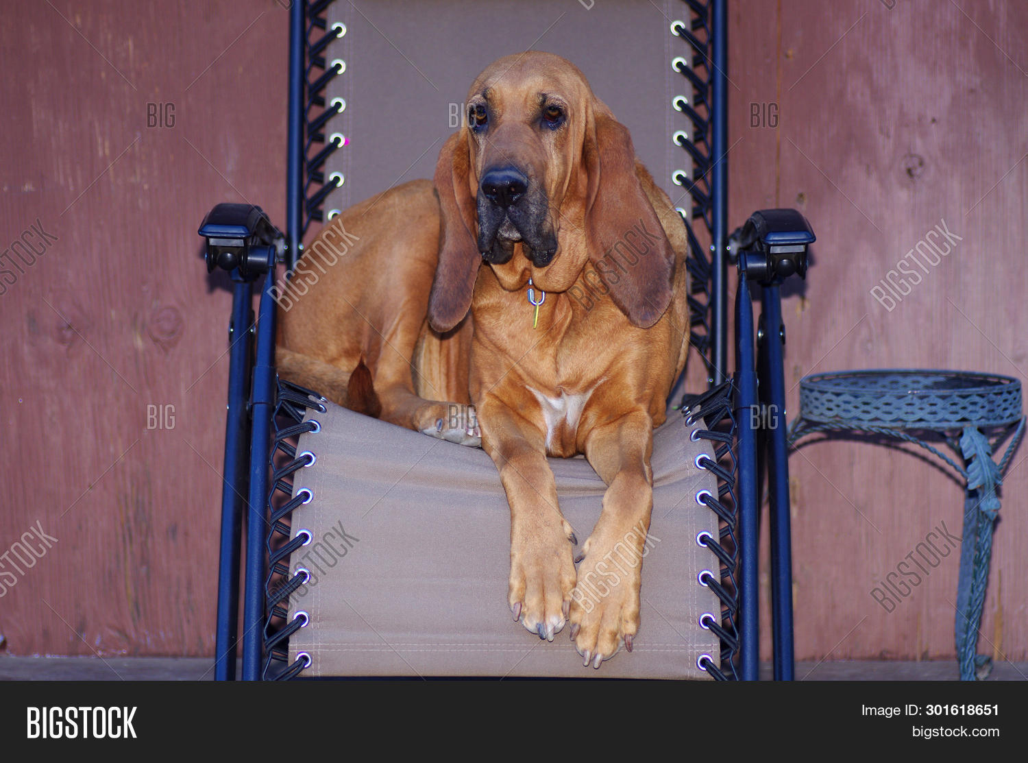 Tan Bloodhound Image & Photo (Free Trial) | Bigstock