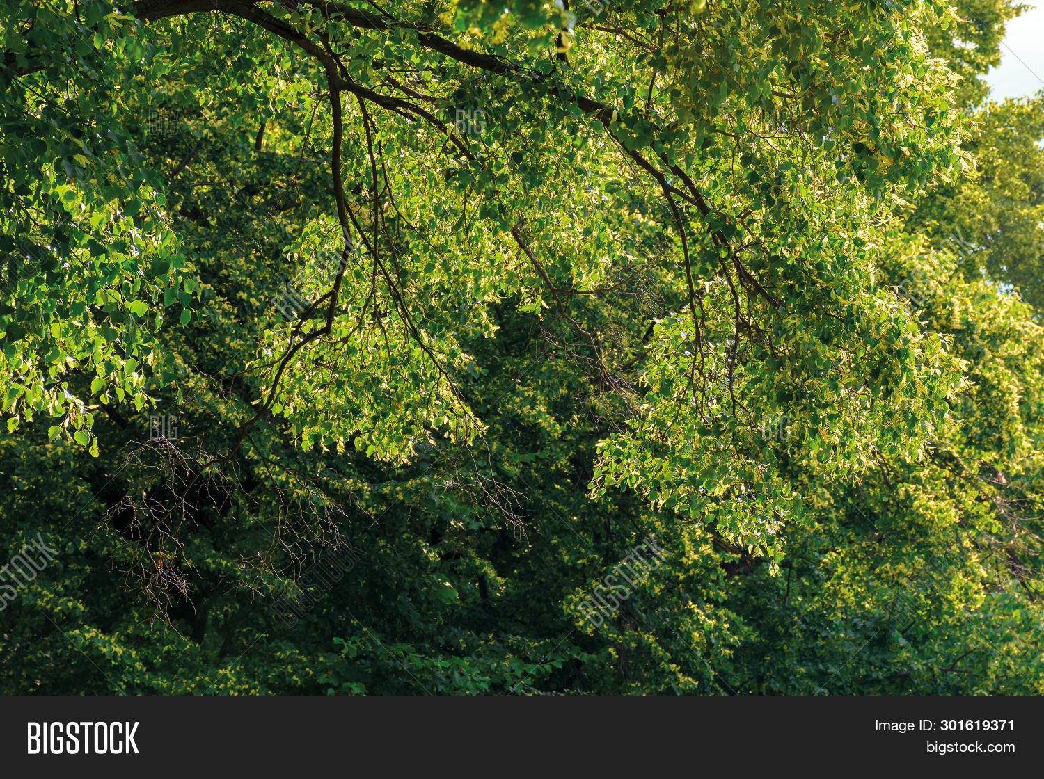 Branches Linden Tree Image & Photo (Free Trial) | Bigstock