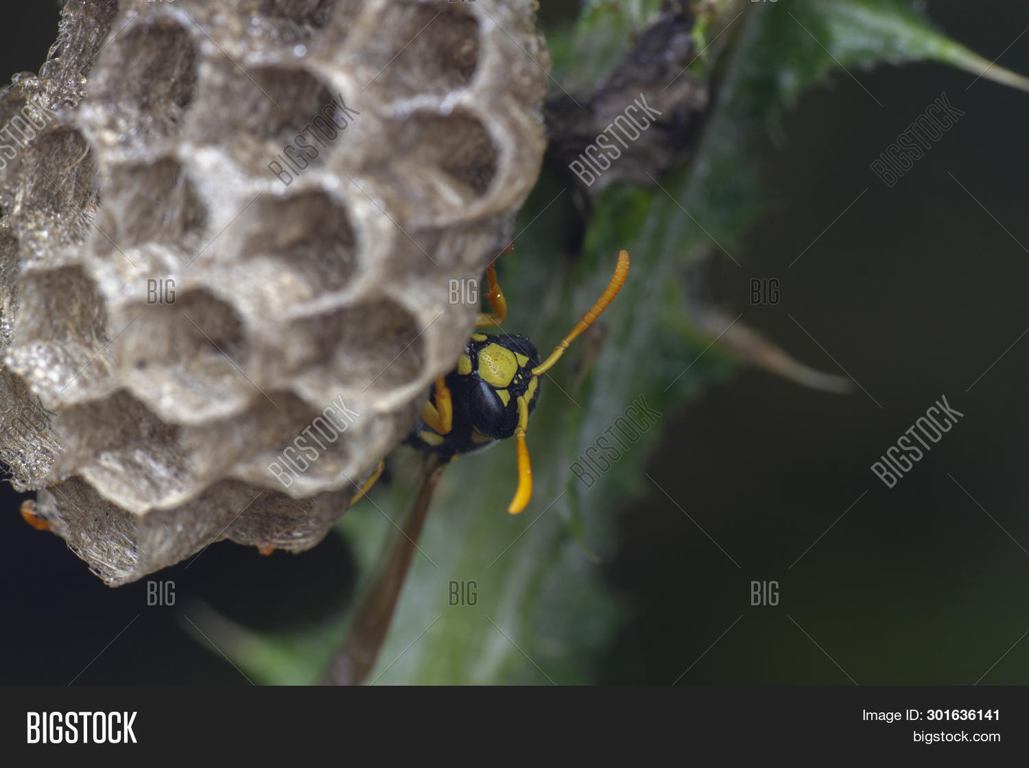 European Polistes Image & Photo (Free Trial) | Bigstock