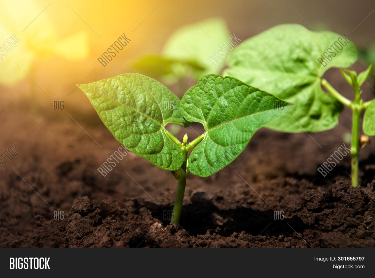 Young Bean Sprouts Image & Photo (Free Trial) | Bigstock