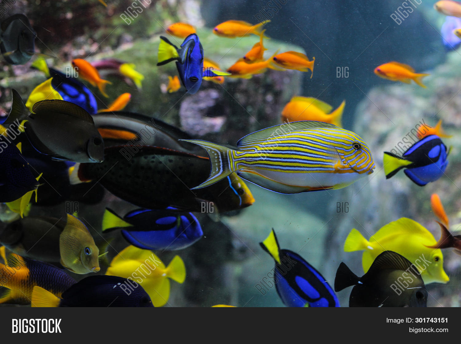 Dory Fish Closeup Image & Photo (Free Trial) | Bigstock