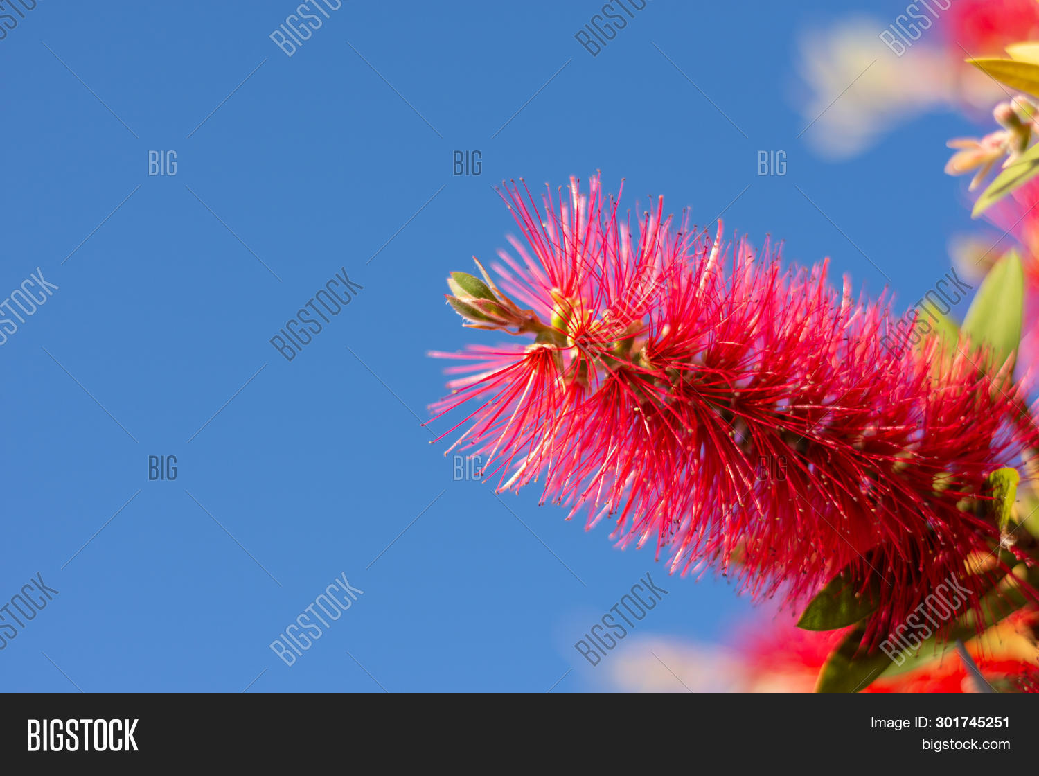 Callistemon Flowers Image & Photo (Free Trial) | Bigstock