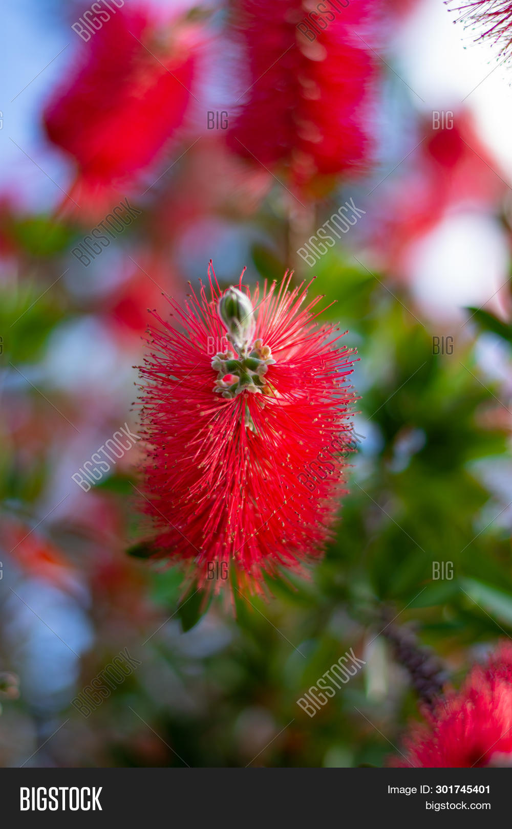 Callistemon Flowers Image & Photo (Free Trial) | Bigstock