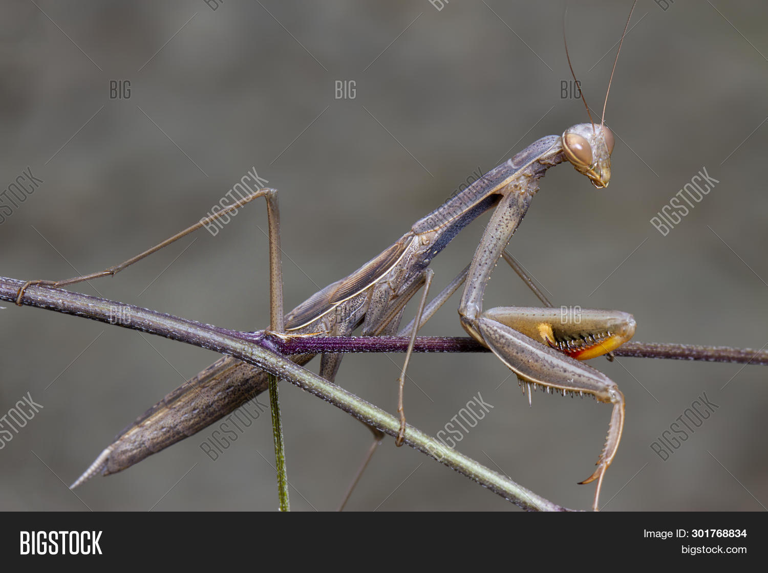 Grey Green Mantis Image & Photo (Free Trial) | Bigstock