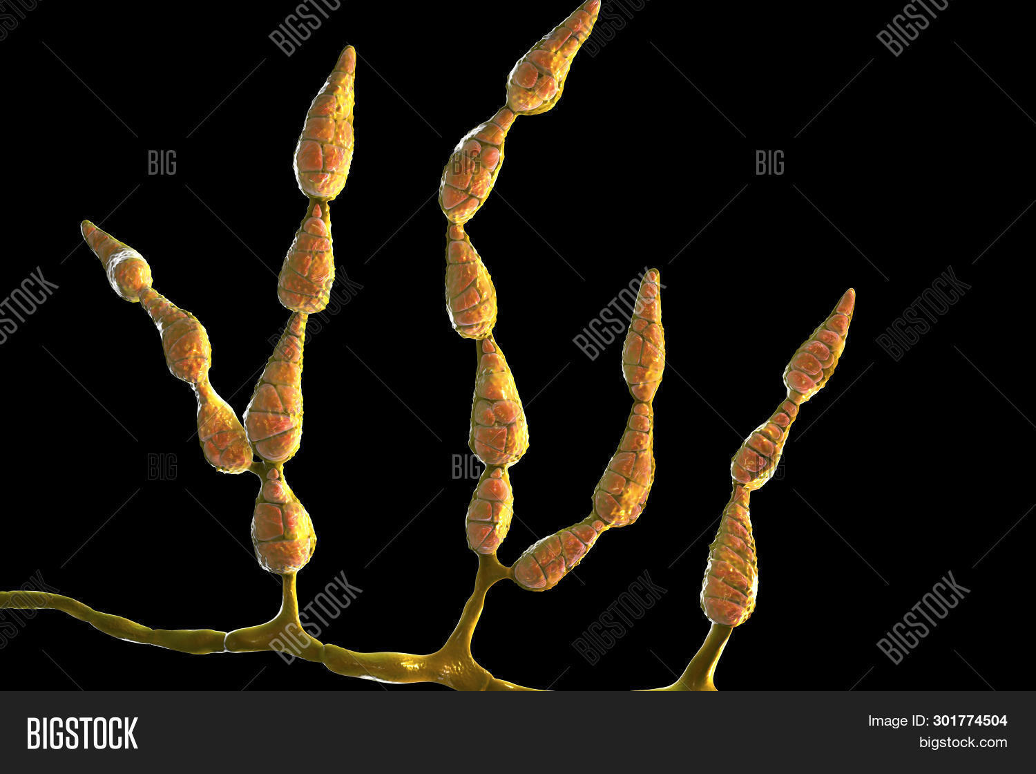 Mold Alternaria Image & Photo (Free Trial) | Bigstock