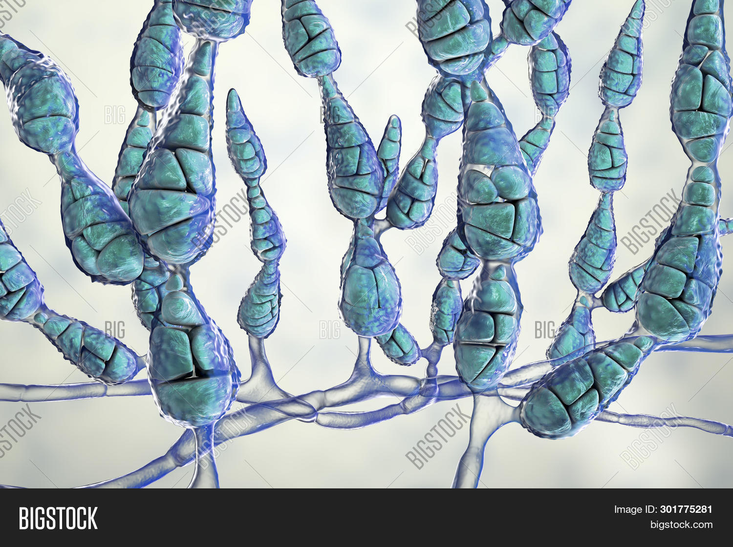 Mold Alternaria Image & Photo (Free Trial) | Bigstock