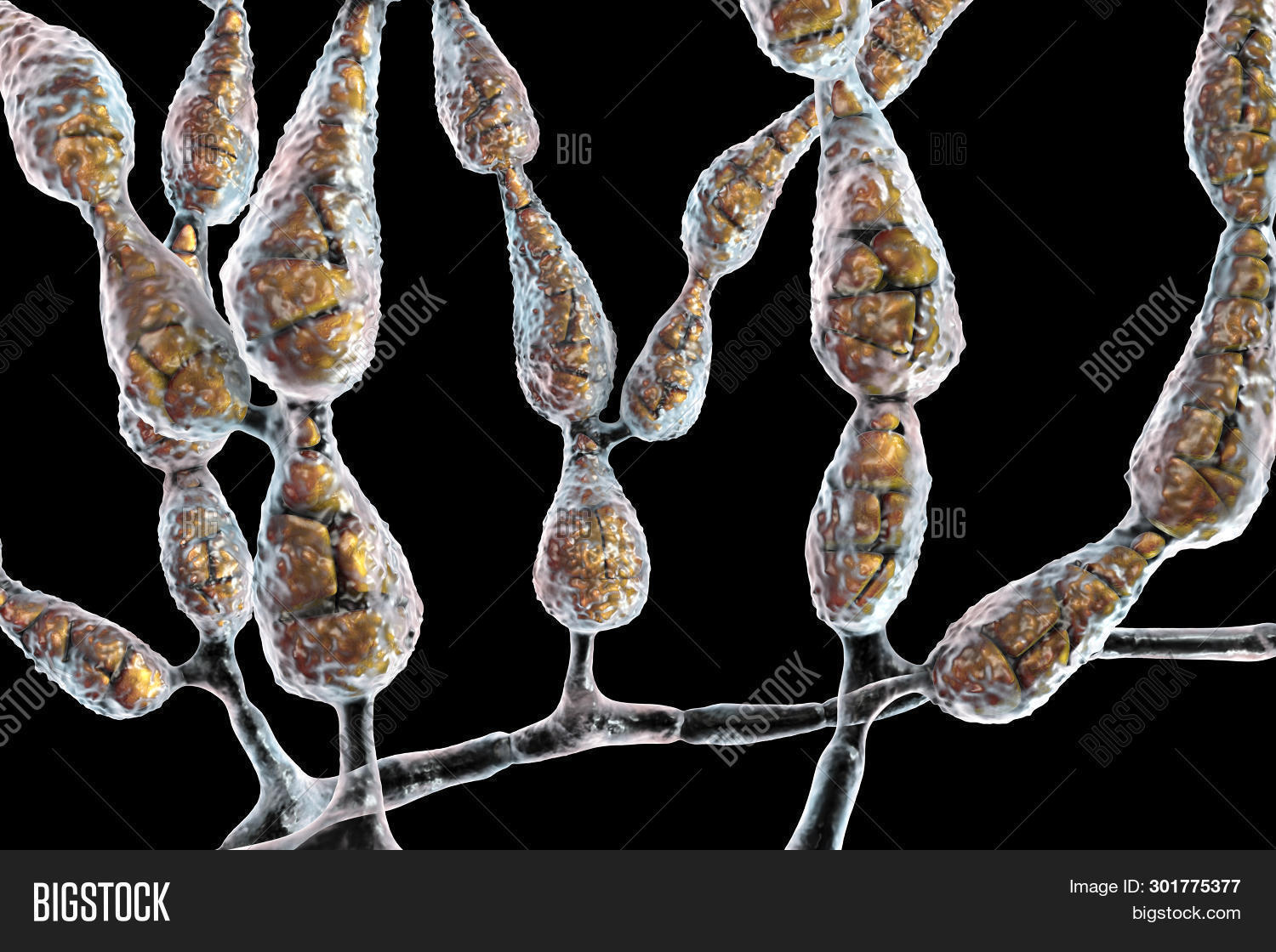 Imagen y foto Mold Alternaria (prueba gratis) | Bigstock