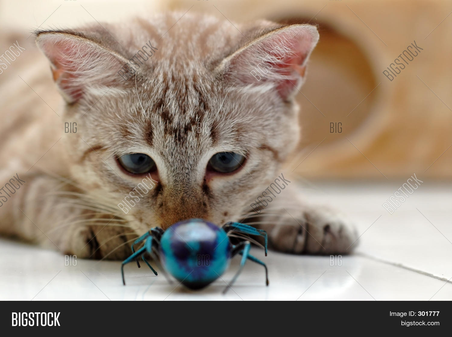 Cat Playing Bug Image & Photo (Free Trial) | Bigstock