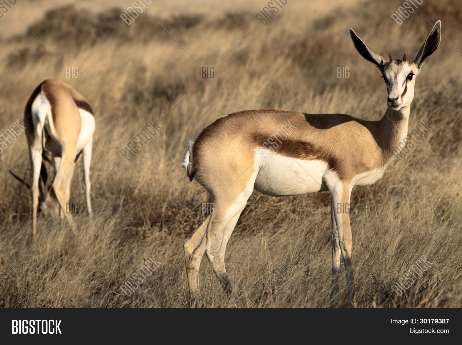 Springboks Portraits Image & Photo (Free Trial) | Bigstock