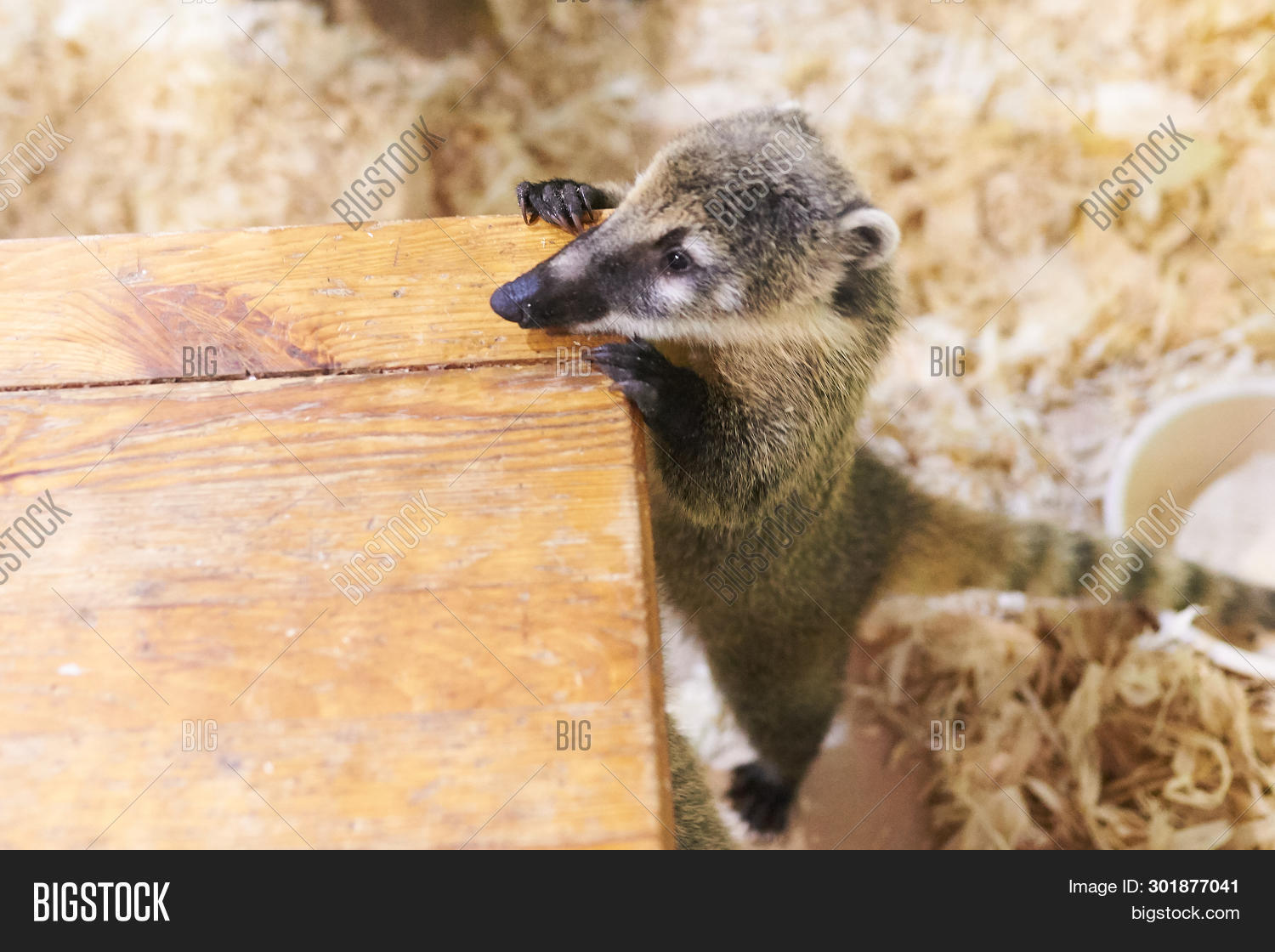 Little Coati Leans On Image & Photo (Free Trial) | Bigstock