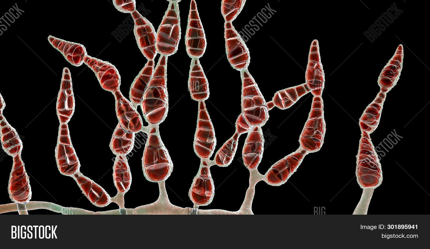 Mold Alternaria Image & Photo (Free Trial) | Bigstock