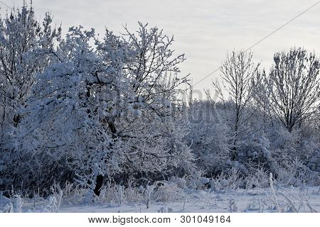 Trees Covered Fluffy Image & Photo (Free Trial) | Bigstock