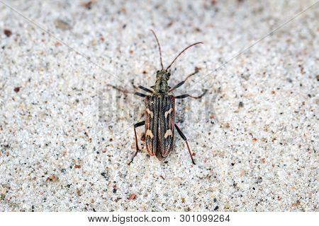 Beetles Variety Colors Image & Photo (Free Trial) | Bigstock