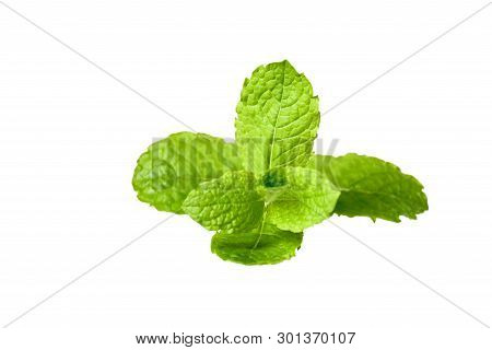 Fresh Green Minth Herb Image & Photo (Free Trial) | Bigstock