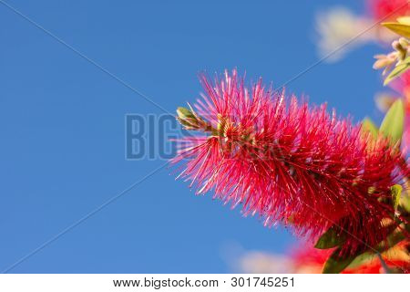 Callistemon Flowers Image & Photo (Free Trial) | Bigstock