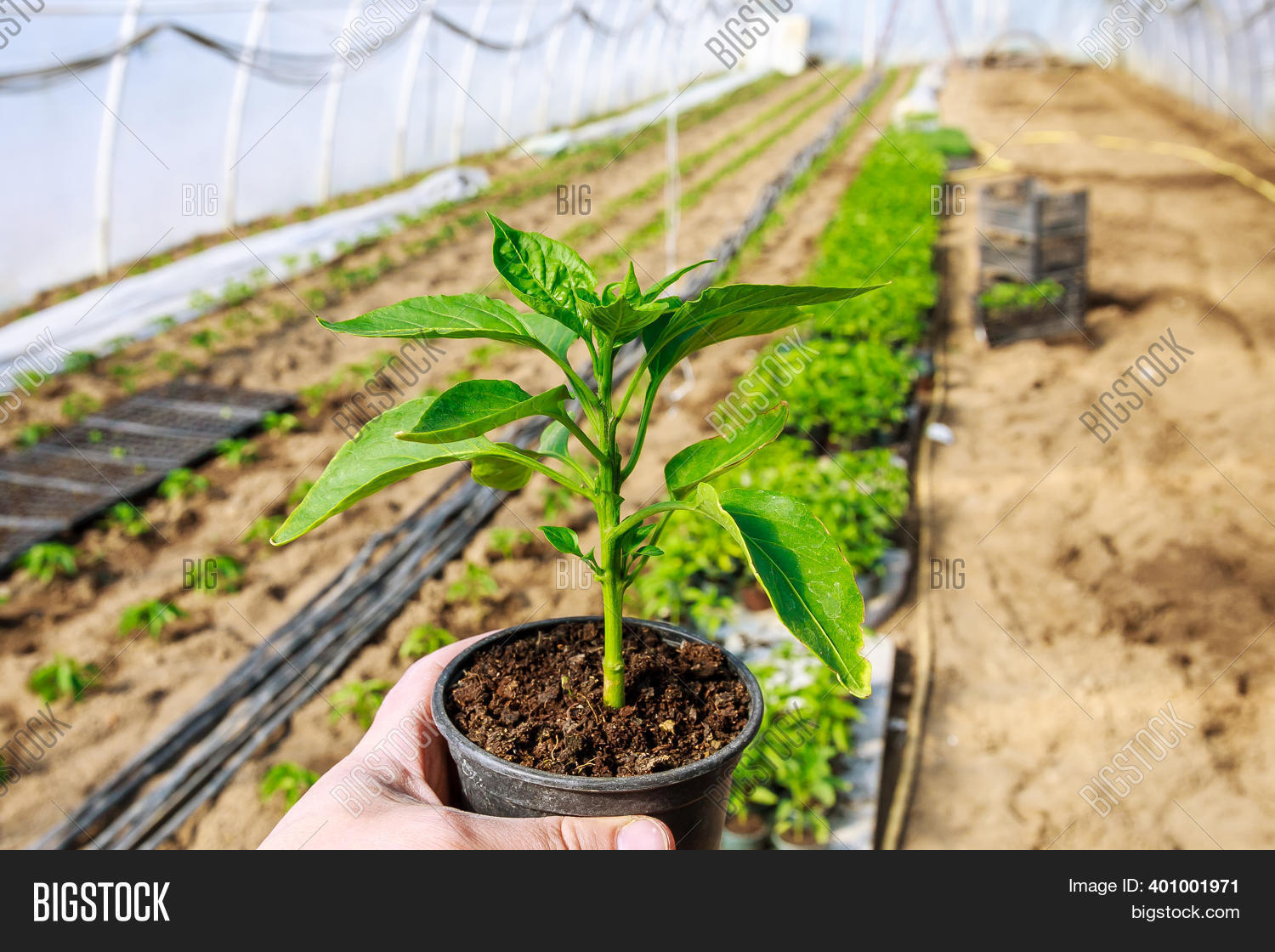 Green Young Seedlings Image & Photo (Free Trial) | Bigstock