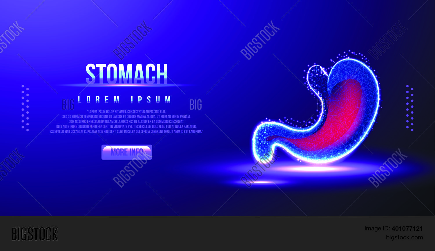 Human Stomach Low Vector & Photo (Free Trial) | Bigstock