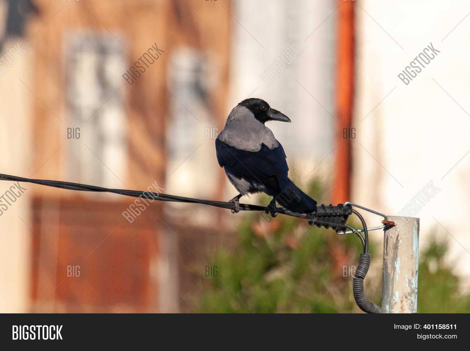 Crow Sits On Electric Image & Photo (Free Trial) | Bigstock
