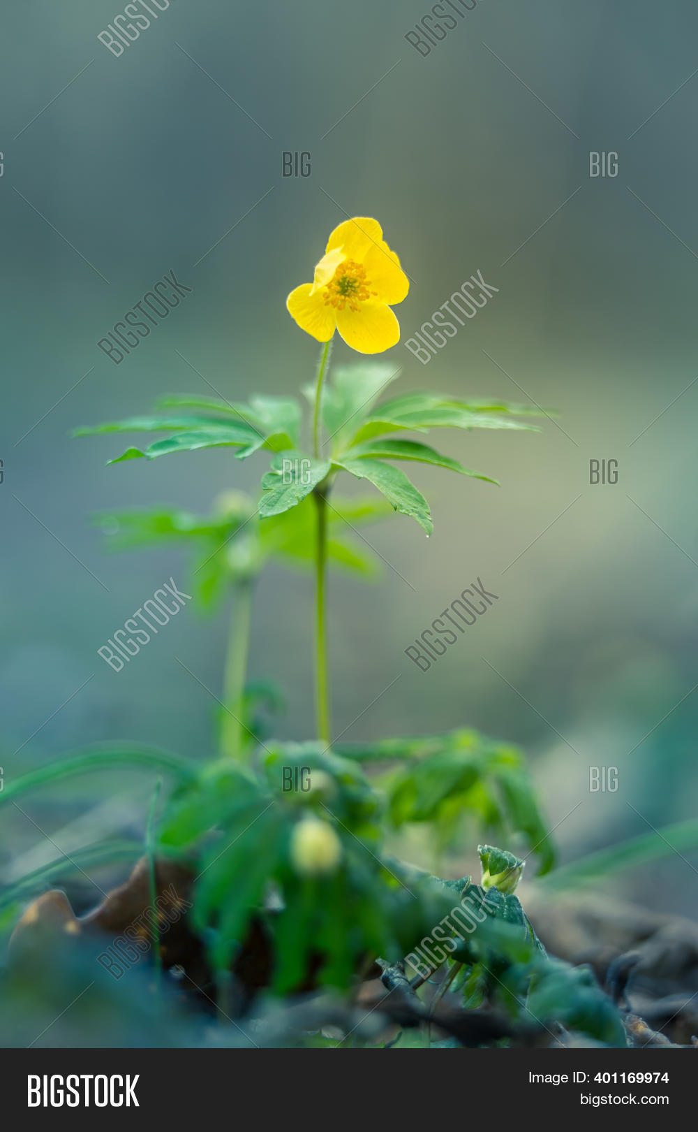 Beautiful Yellow Image & Photo (Free Trial) | Bigstock