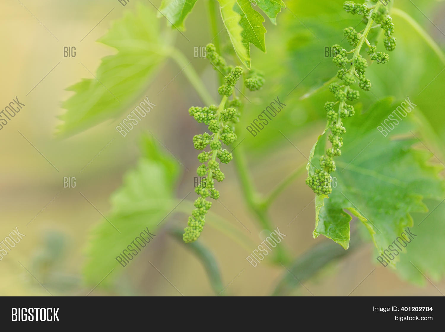 Grape Flower Buds, Image & Photo (Free Trial) | Bigstock