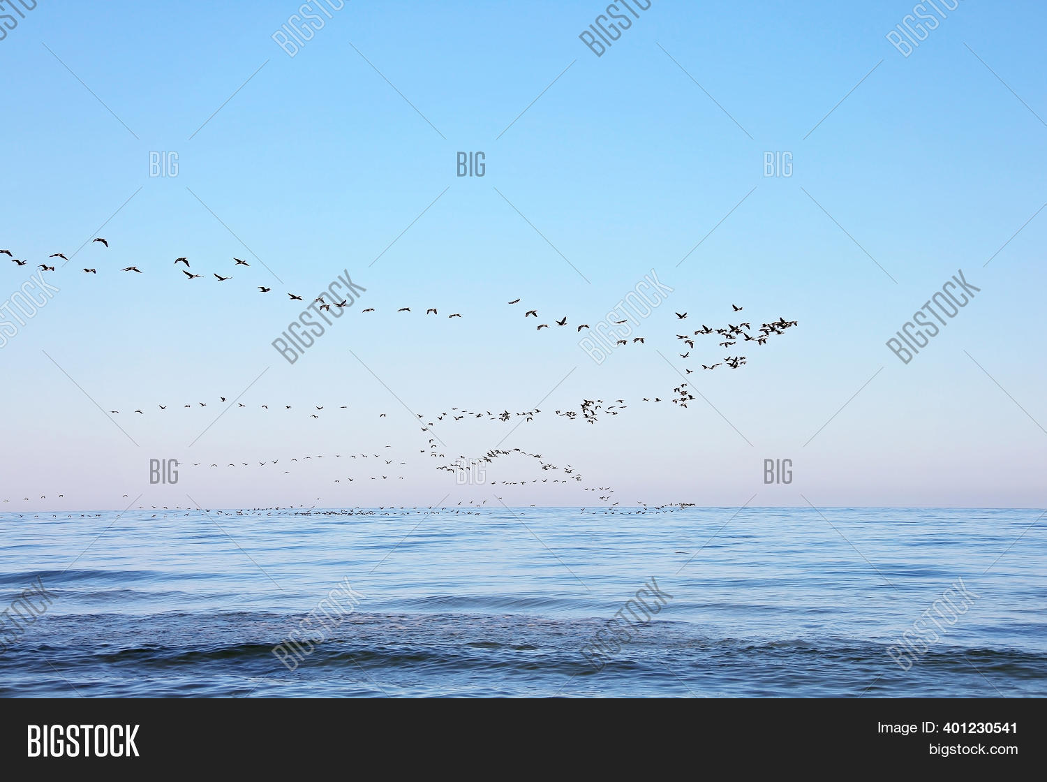 Flock Migrating Birds Image & Photo (Free Trial) | Bigstock