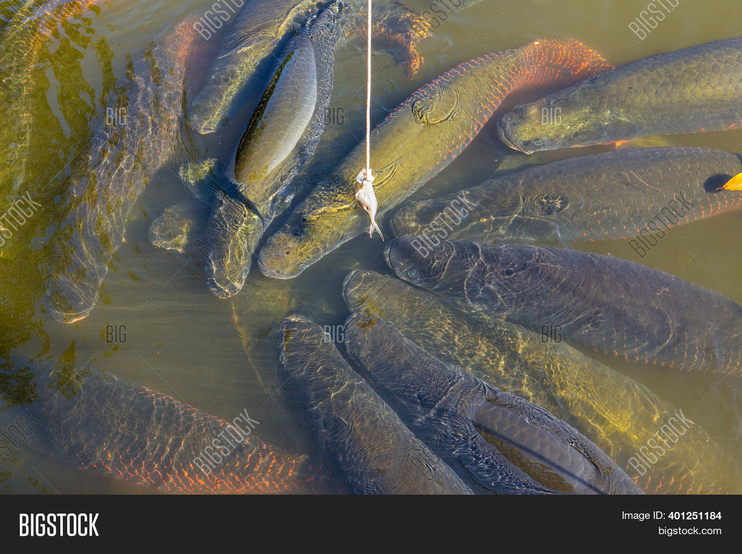 Arapima Fish Zoo Pond Image & Photo (Free Trial) | Bigstock