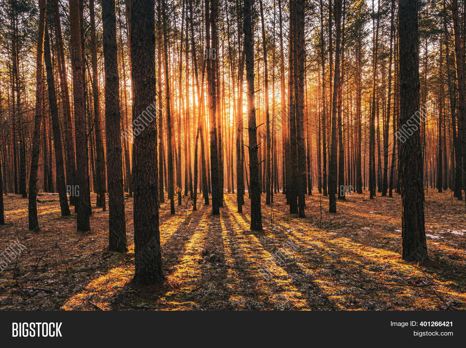 Sunrise Spring Pine Image & Photo (Free Trial) | Bigstock