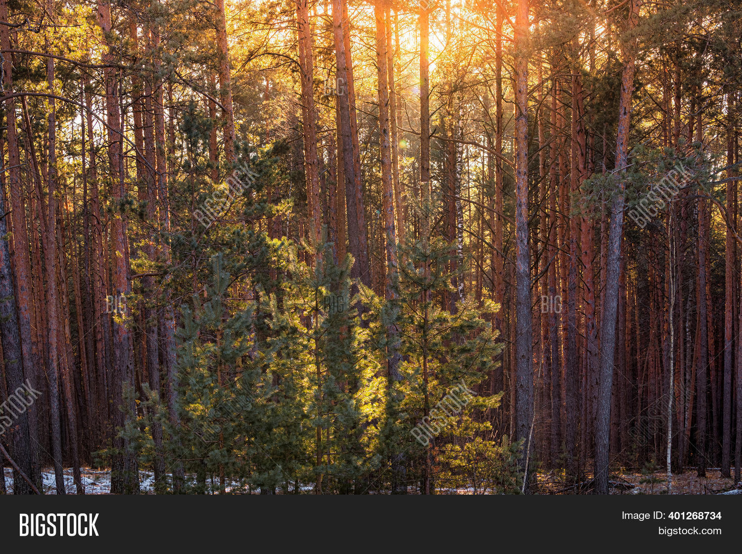 Sunrise Spring Pine Image & Photo (Free Trial) | Bigstock