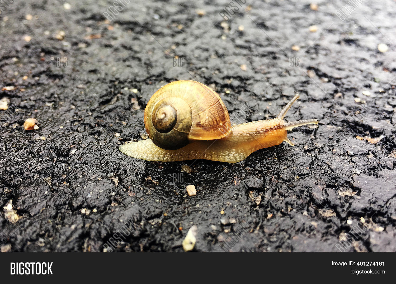 Small Garden Snail Image & Photo (Free Trial) | Bigstock