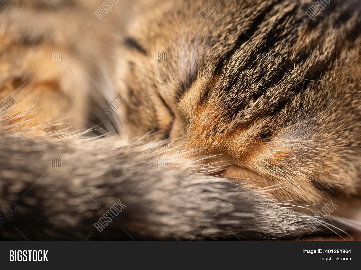 Front View 图片和照片（免费试用） | Bigstock