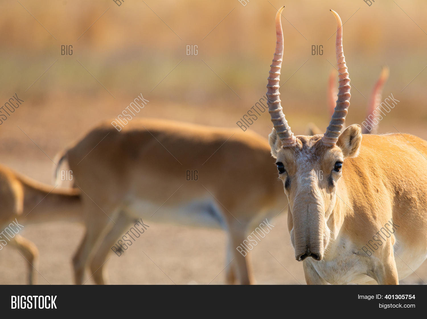 Wild Male Saiga Image & Photo (Free Trial) | Bigstock