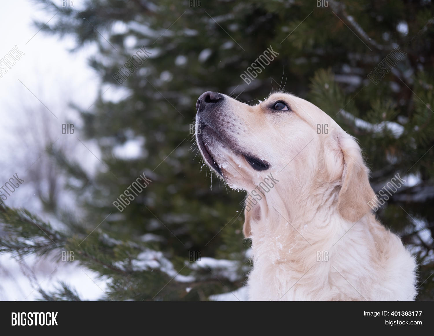 Portrait Beige Dog Image & Photo (Free Trial) | Bigstock
