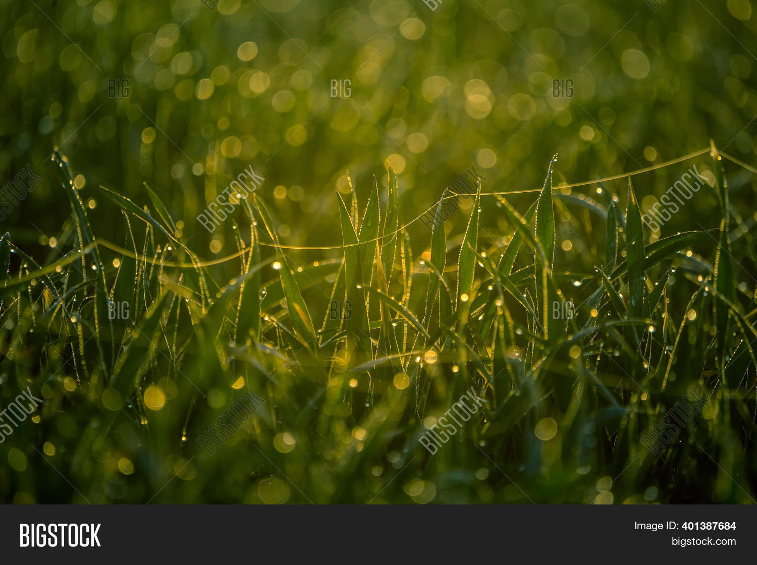Wet Grass Spring. Image & Photo (Free Trial) | Bigstock