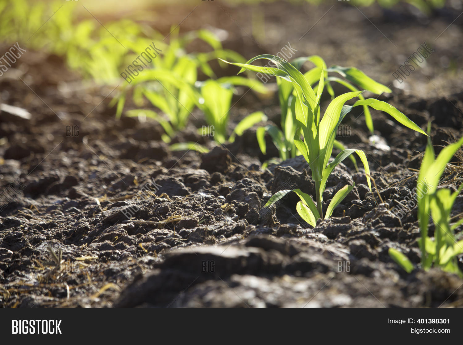 Organic Corn Planted Image & Photo (Free Trial) | Bigstock