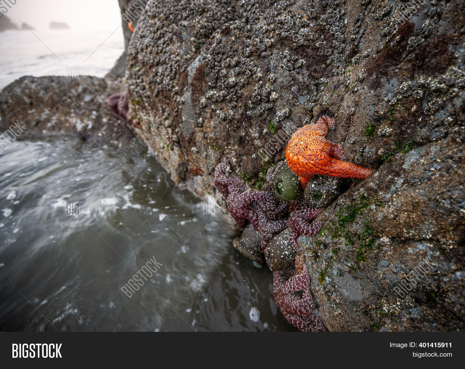 Starfish Clings Rock Image & Photo (Free Trial) | Bigstock