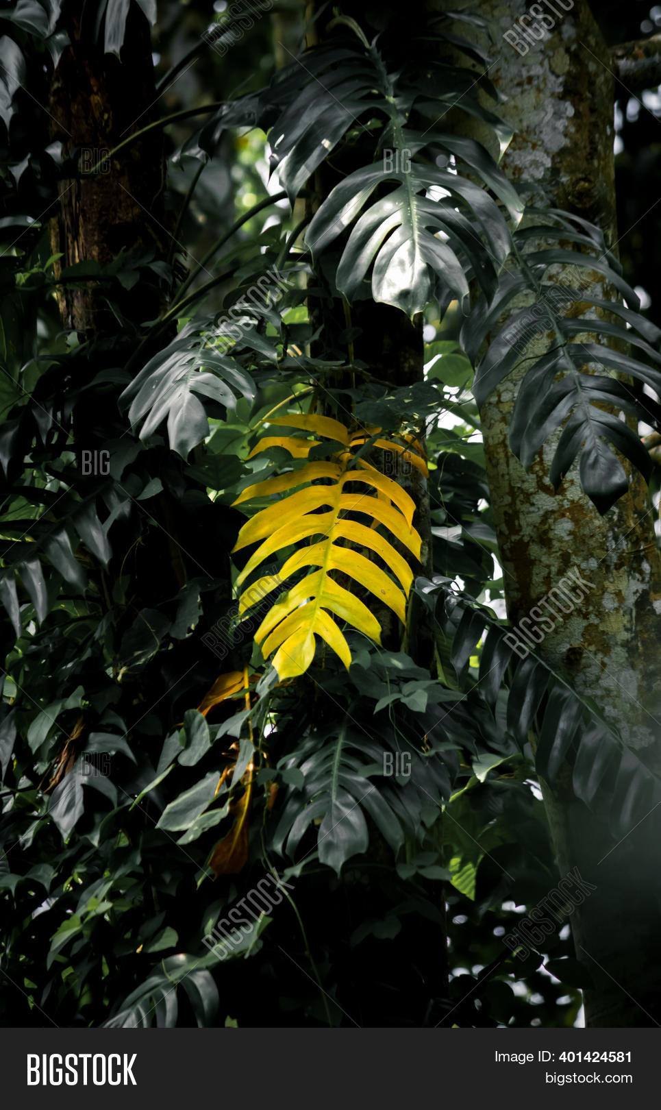 Big Yellow Leaf Image & Photo (Free Trial) | Bigstock