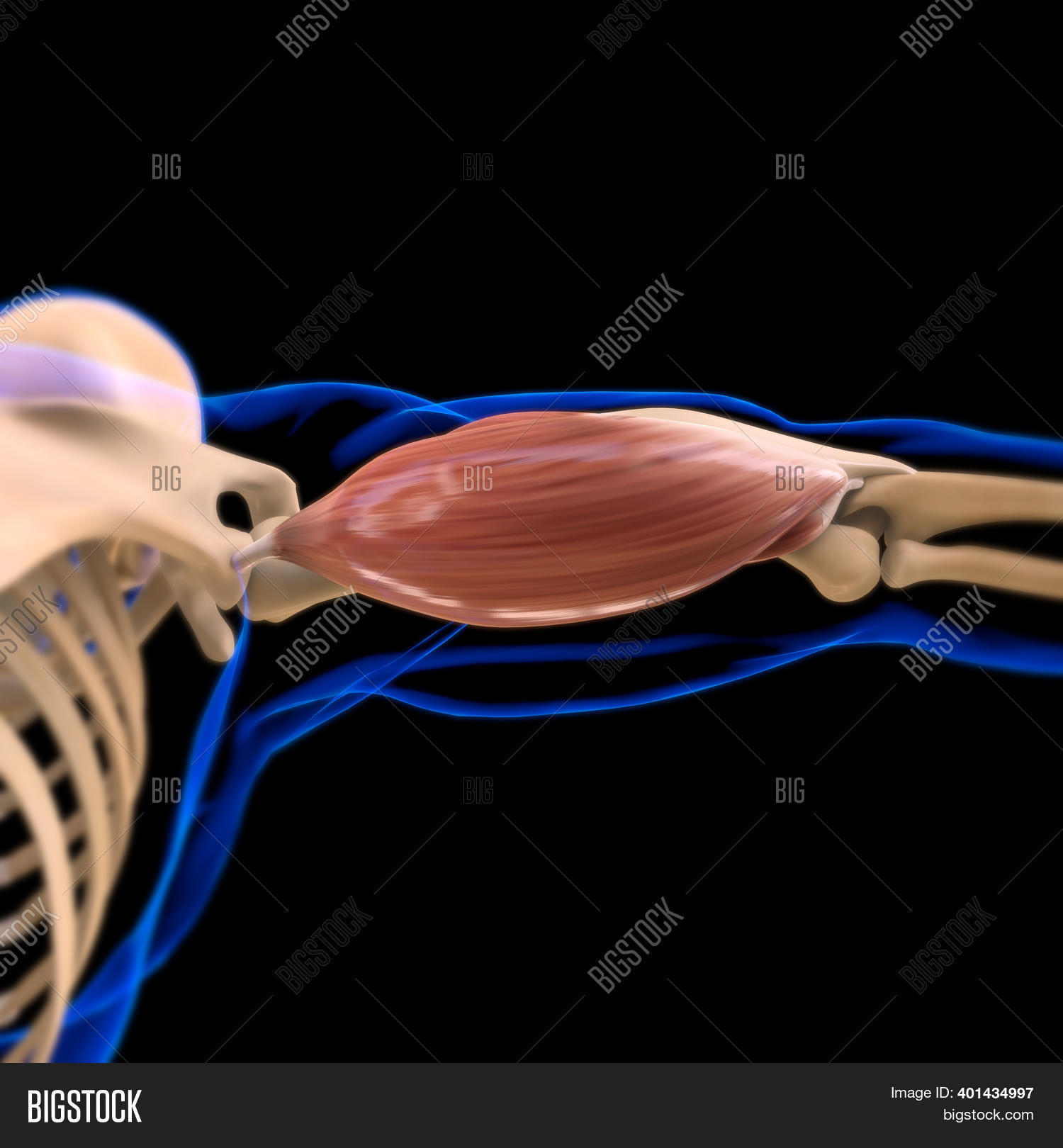 Tricep Mucsle Anatomy Image & Photo (Free Trial) | Bigstock