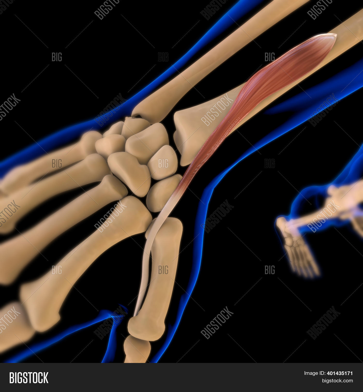 Extensor Pollicis Image & Photo (Free Trial) | Bigstock
