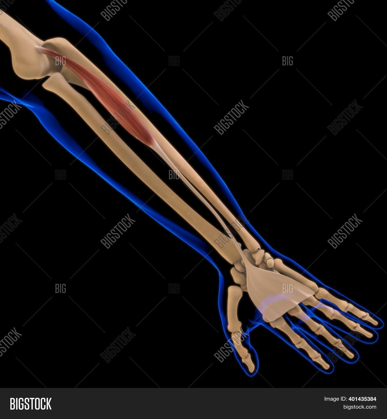 Palmaris Longus Muscle Image & Photo (Free Trial) | Bigstock