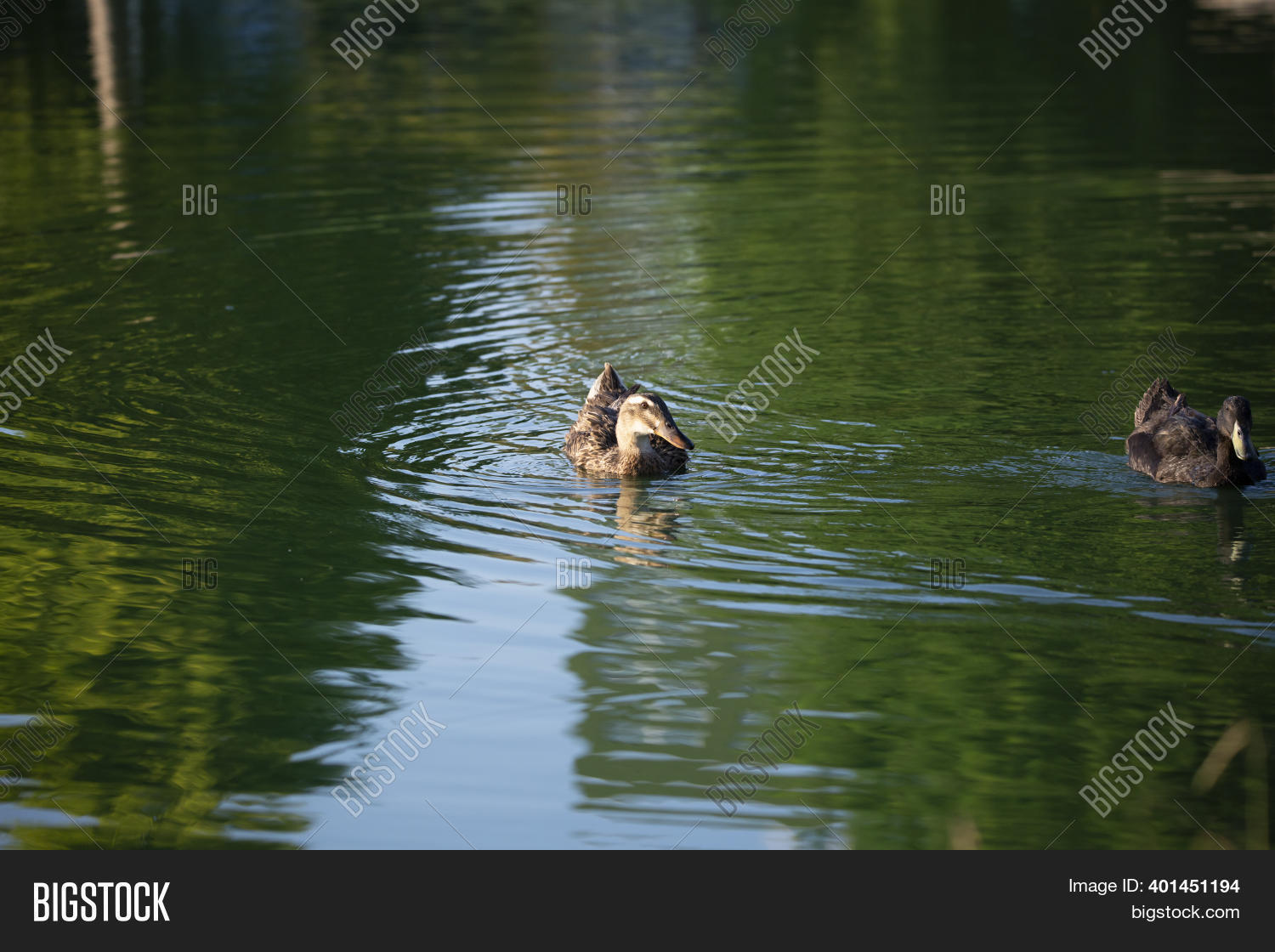 Pair Ducks Swimming Image & Photo (Free Trial) | Bigstock