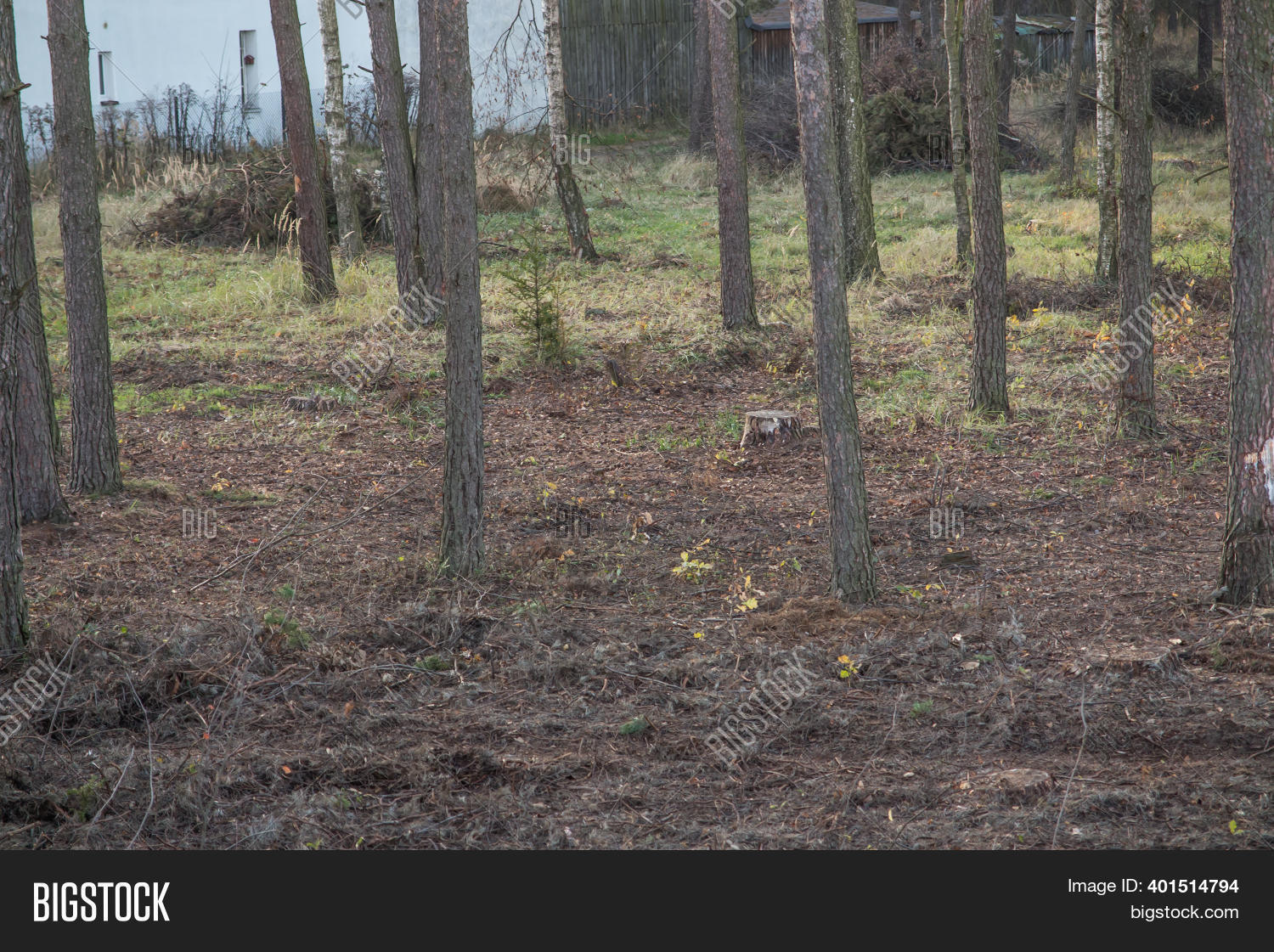 Trunks Standing Pine Image & Photo (Free Trial) | Bigstock