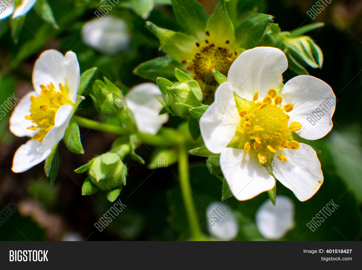 White Garden Flowers Image & Photo (Free Trial) | Bigstock