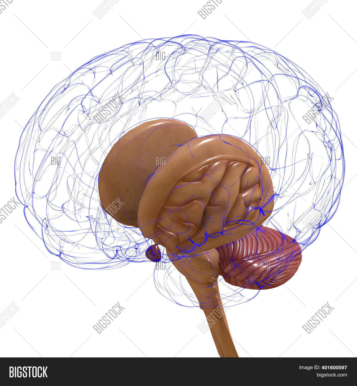 Human Brain Inner Image & Photo (Free Trial) | Bigstock